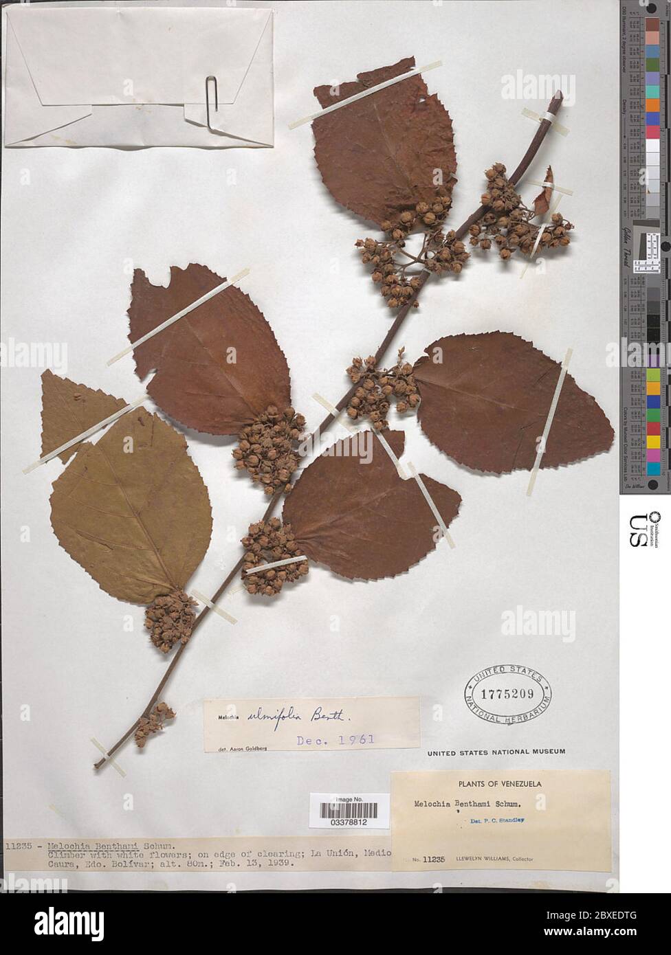 Melochia ulmifolia Benth Melochia ulmifolia Benth Stock Photo - Alamy