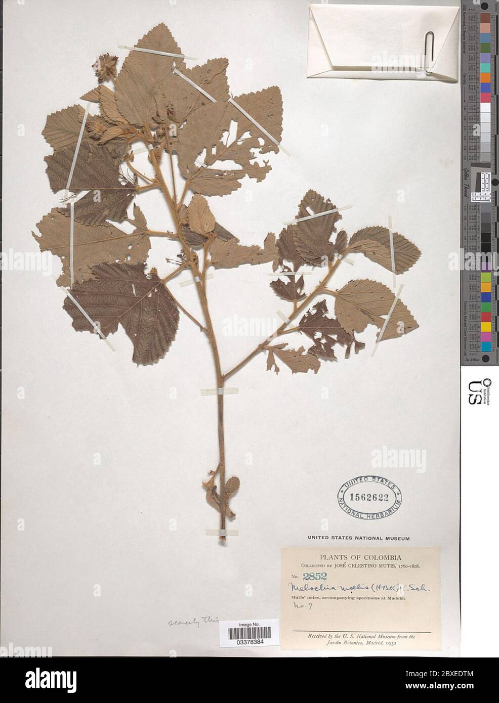Kunth triana planch hi-res stock photography and images - Alamy