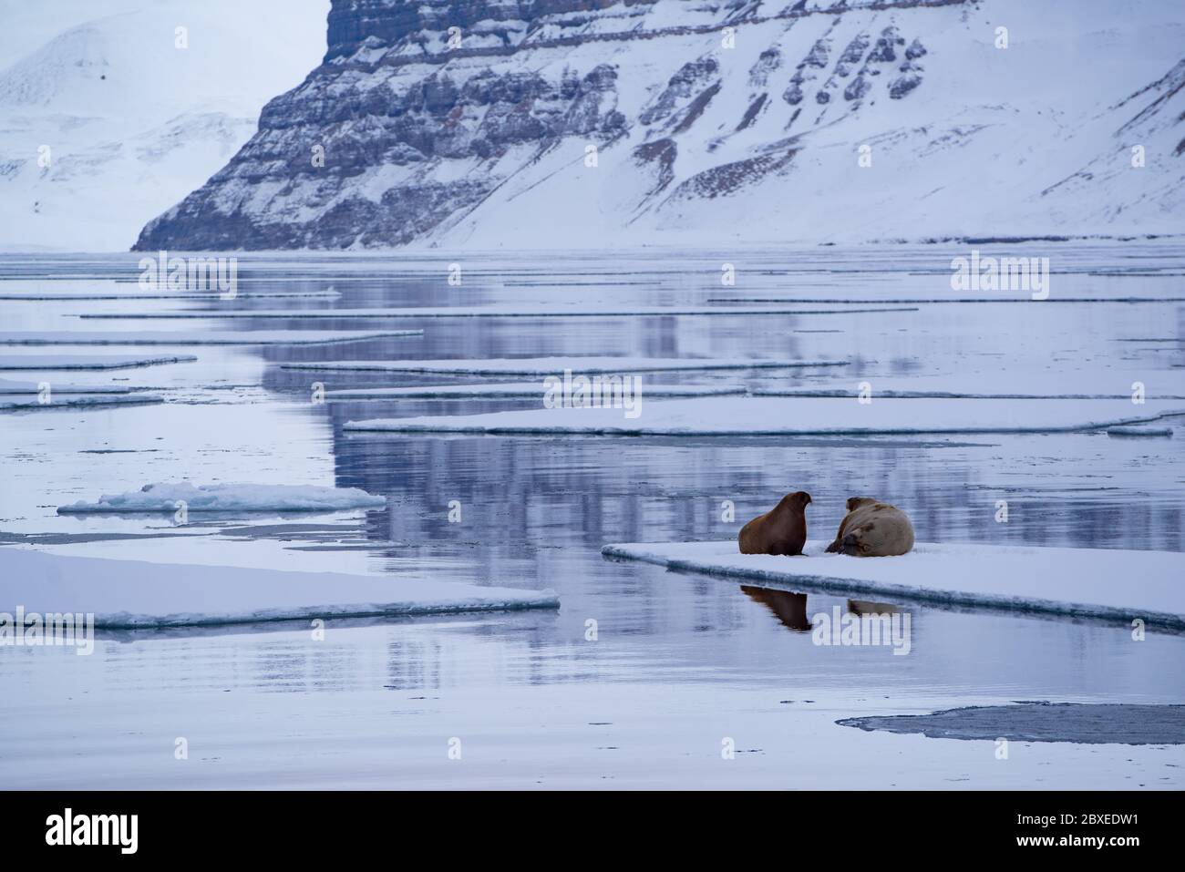 Love Walrus High Resolution Stock Photography and Images - Alamy