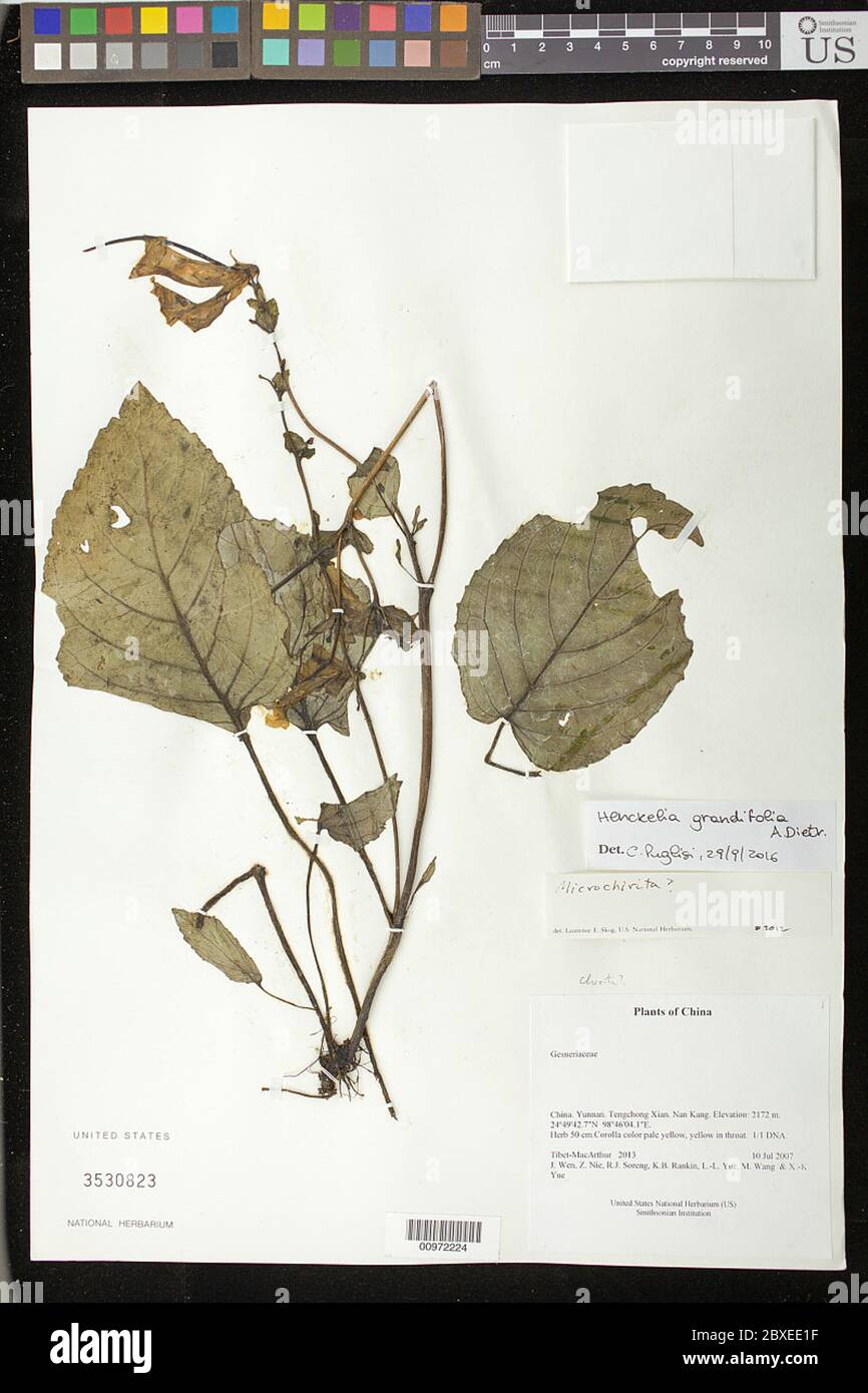 Henckelia grandifolia A Dietr Henckelia grandifolia A Dietr Stock Photo ...