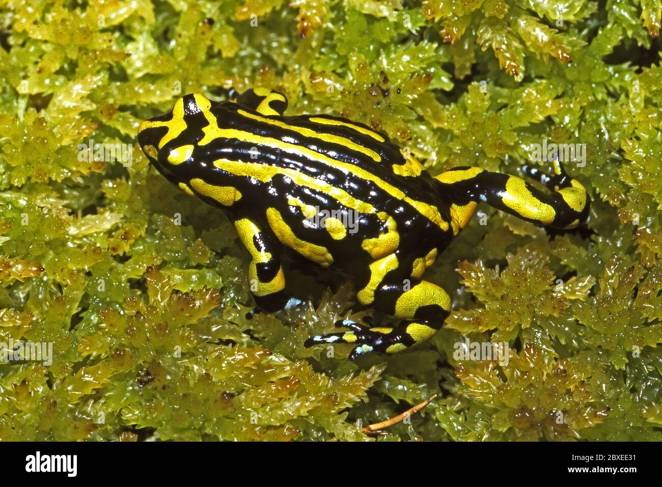 Pseudophryne corroboree hi-res stock photography and images - Alamy