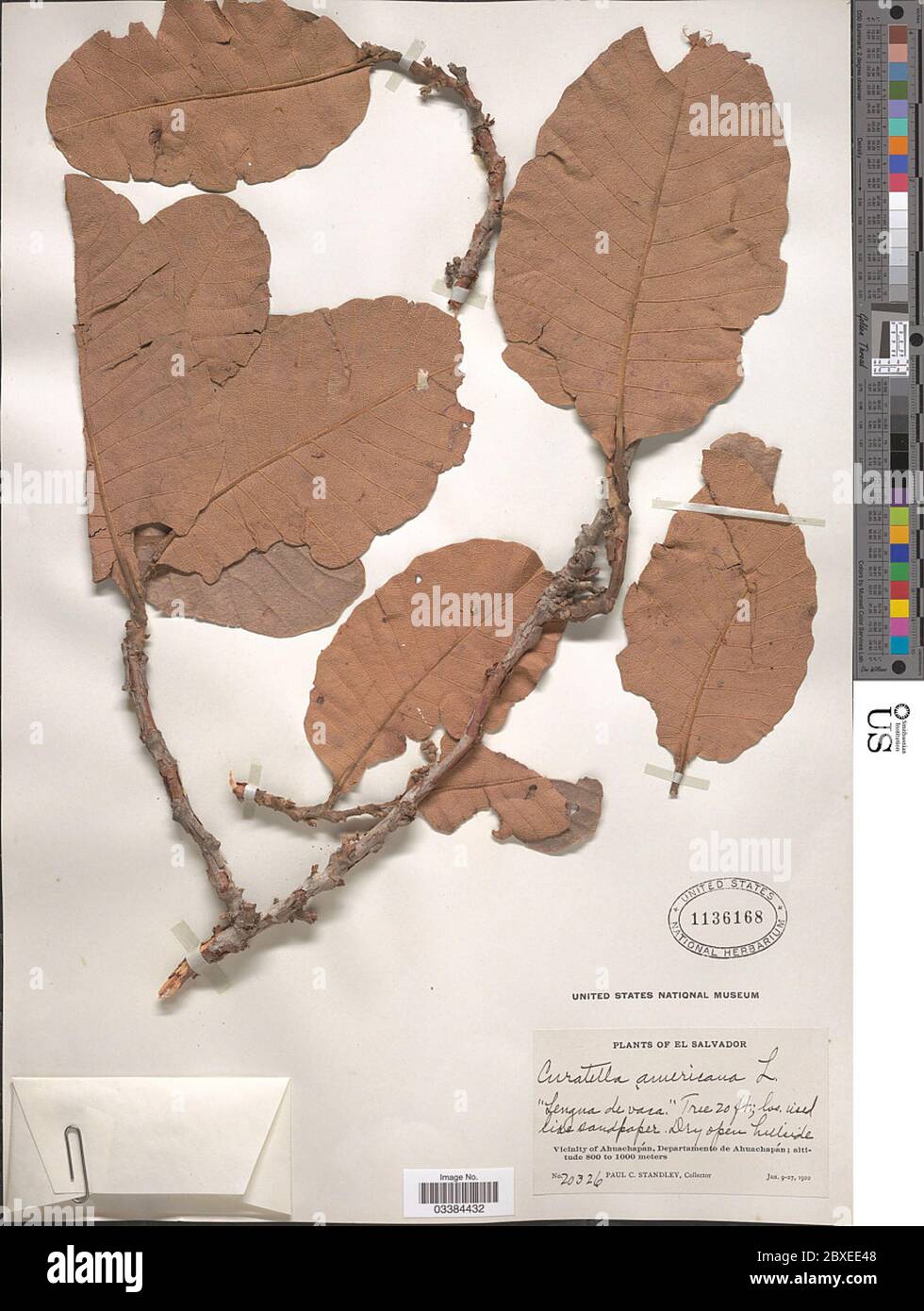 Curatella americana hi-res stock photography and images - Alamy