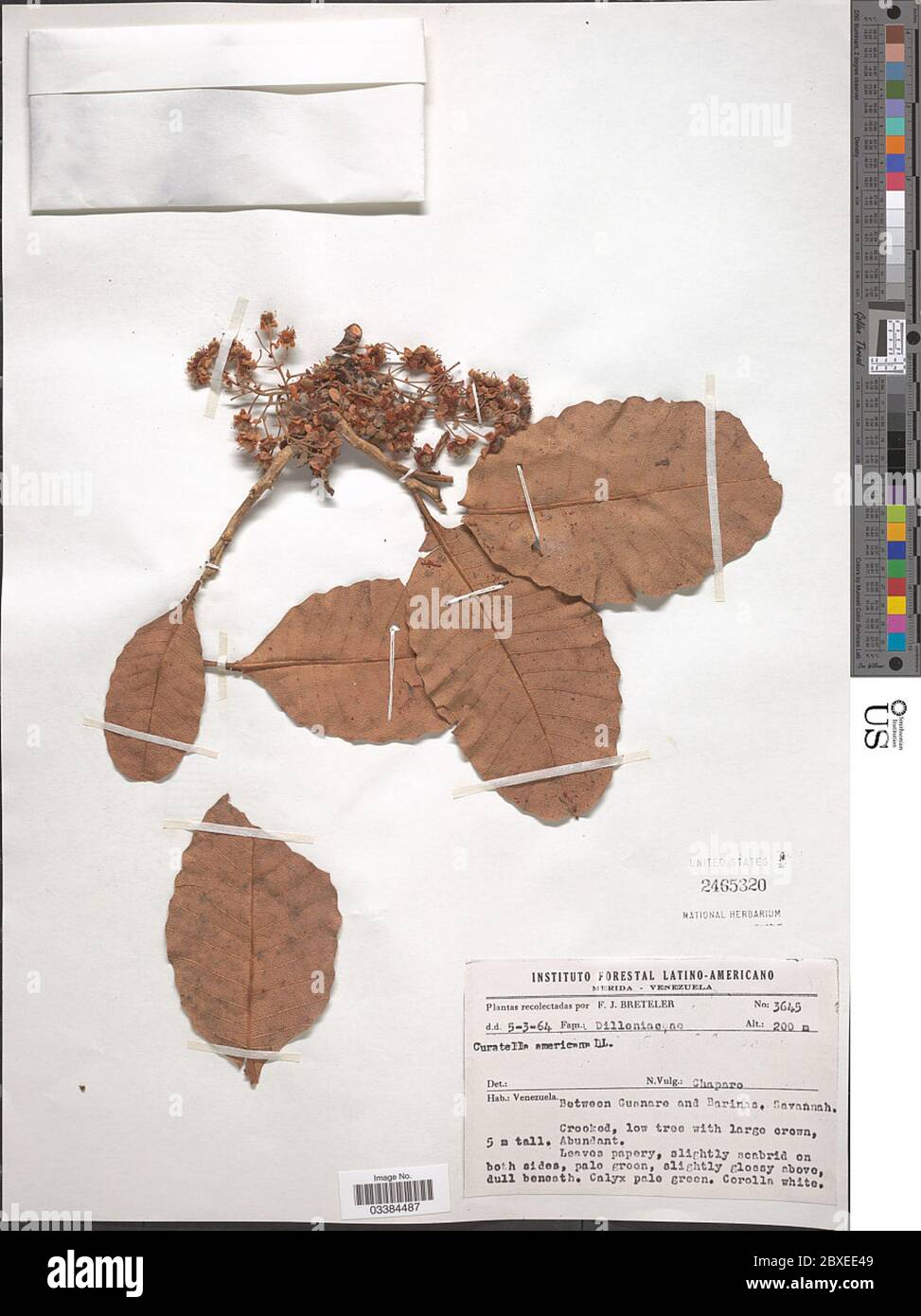 Curatella americana hi-res stock photography and images - Alamy