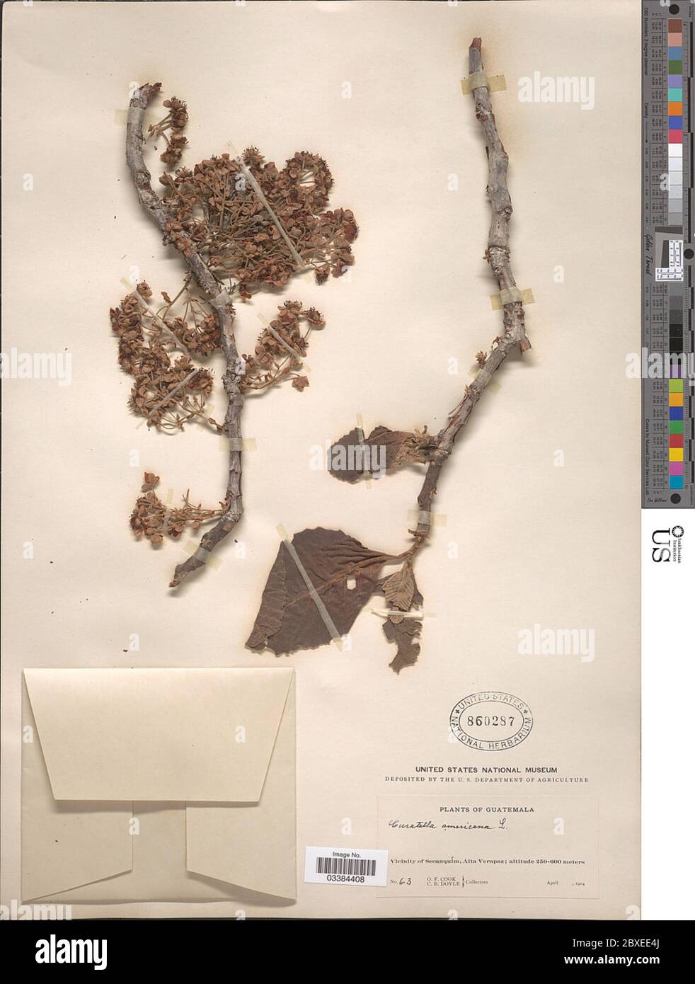 Curatella americana hi-res stock photography and images - Alamy