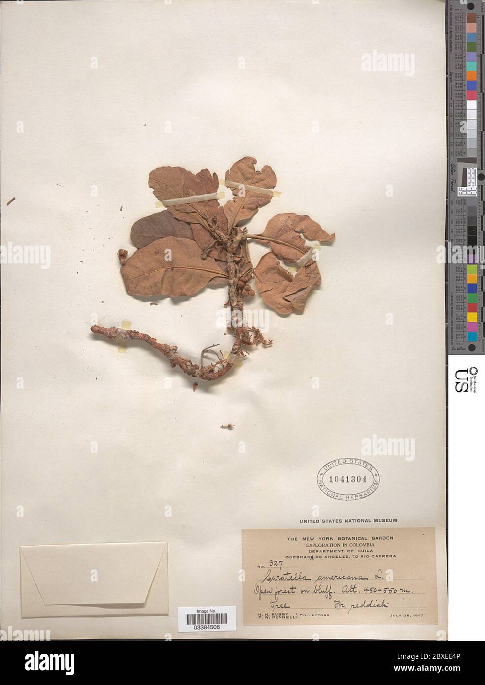 Curatella americana hi-res stock photography and images - Alamy