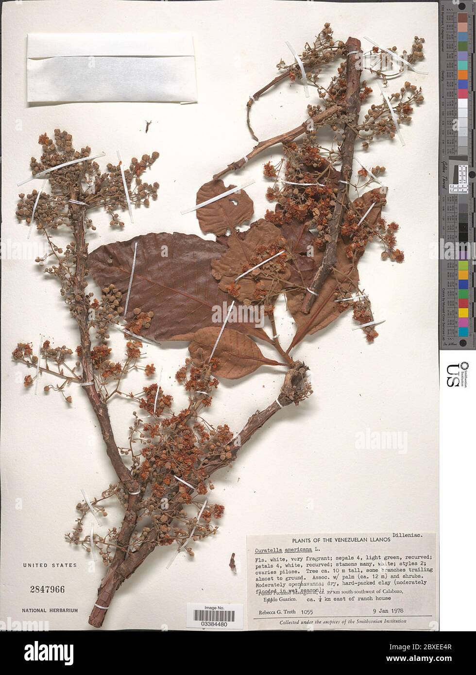 Curatella americana hi-res stock photography and images - Alamy