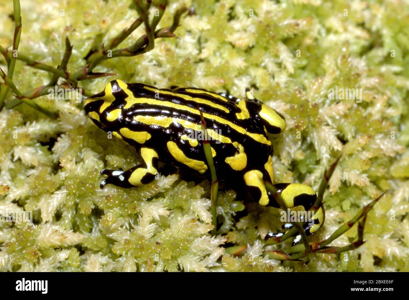 Corroboree Frog High Resolution Stock Photography and Images - Alamy