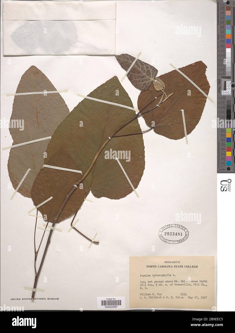 Populus heterophylla hi-res stock photography and images - Alamy