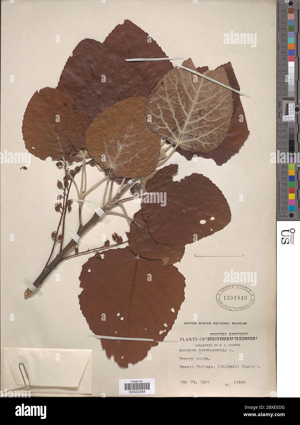 Populus heterophylla L Populus heterophylla L Stock Photo - Alamy