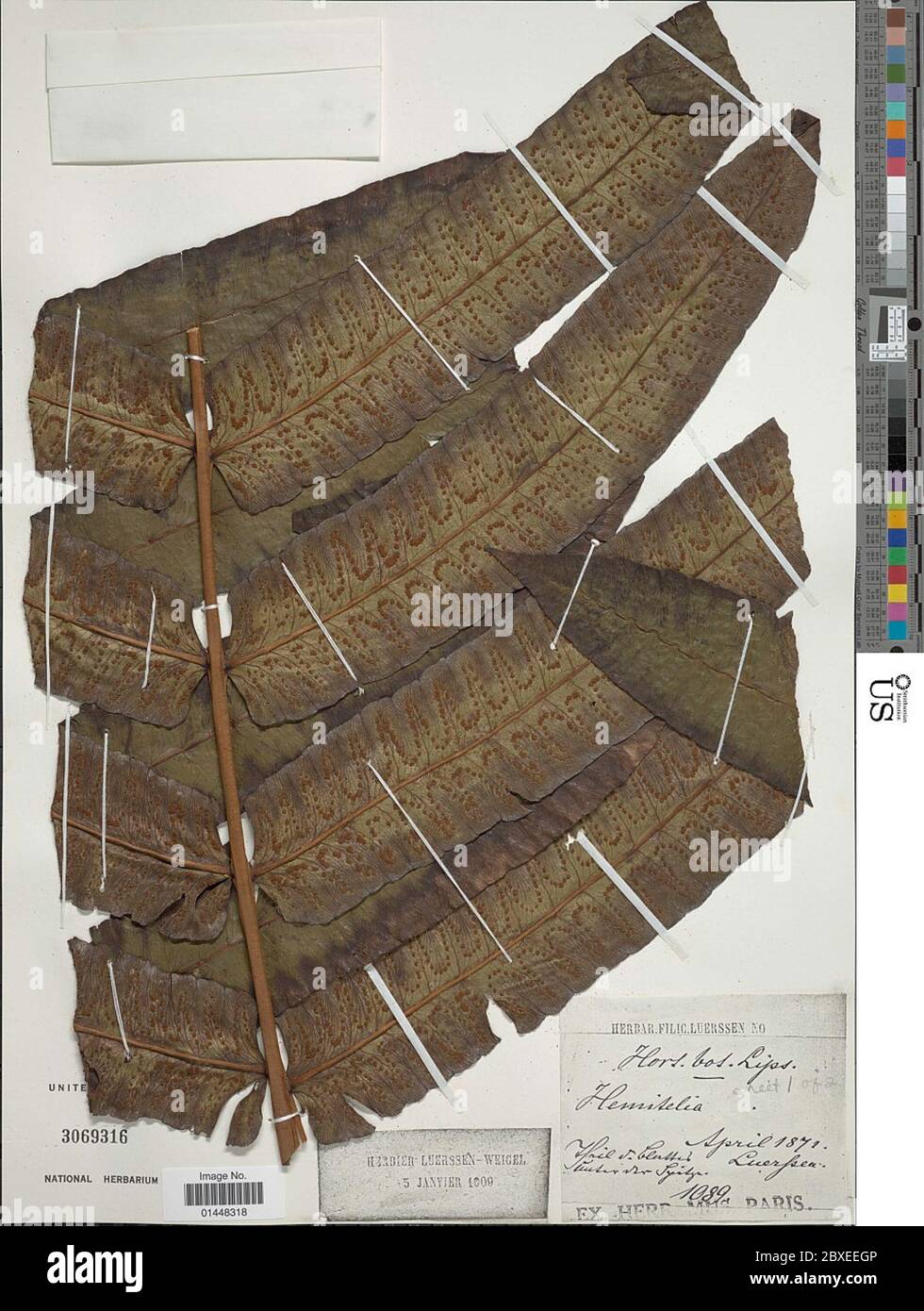 Cyathea sp hi-res stock photography and images - Alamy