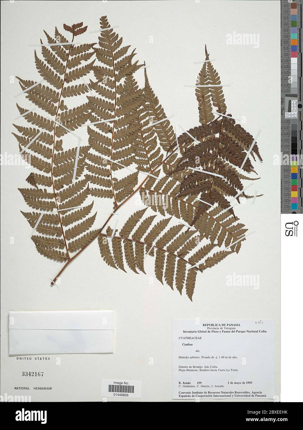 Cyathea sp hi-res stock photography and images - Alamy