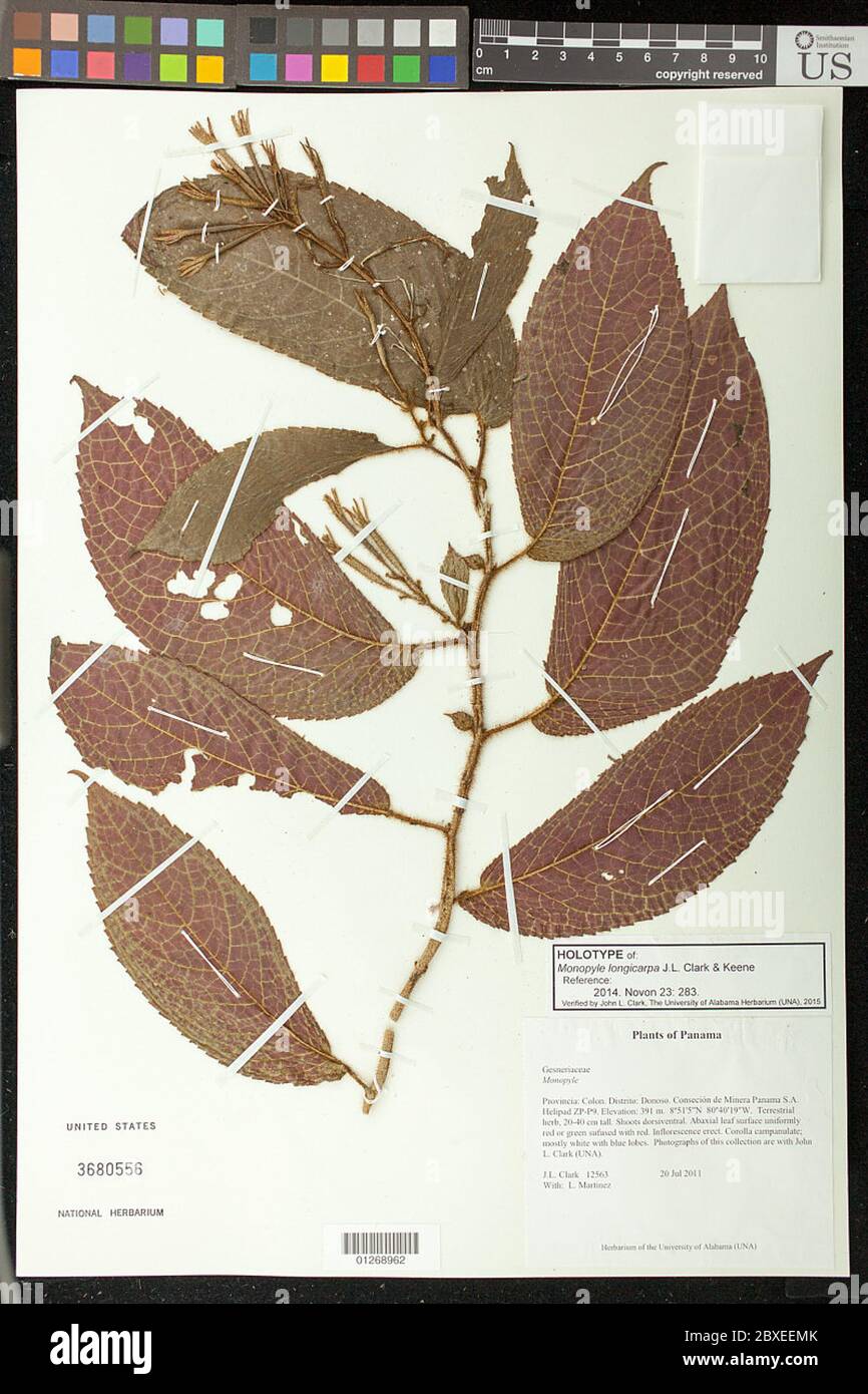 Monopyle longicarpa JL Clark Keene Monopyle longicarpa JL Clark Keene ...