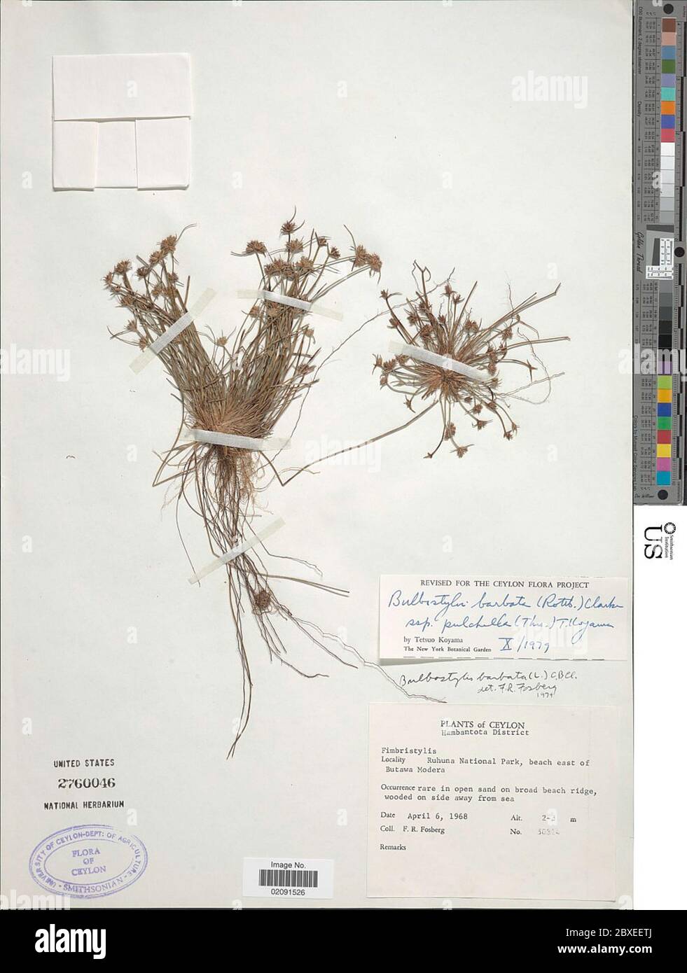 Bulbostylis barbata subsp pulchella Thwaites T Koyama Bulbostylis ...