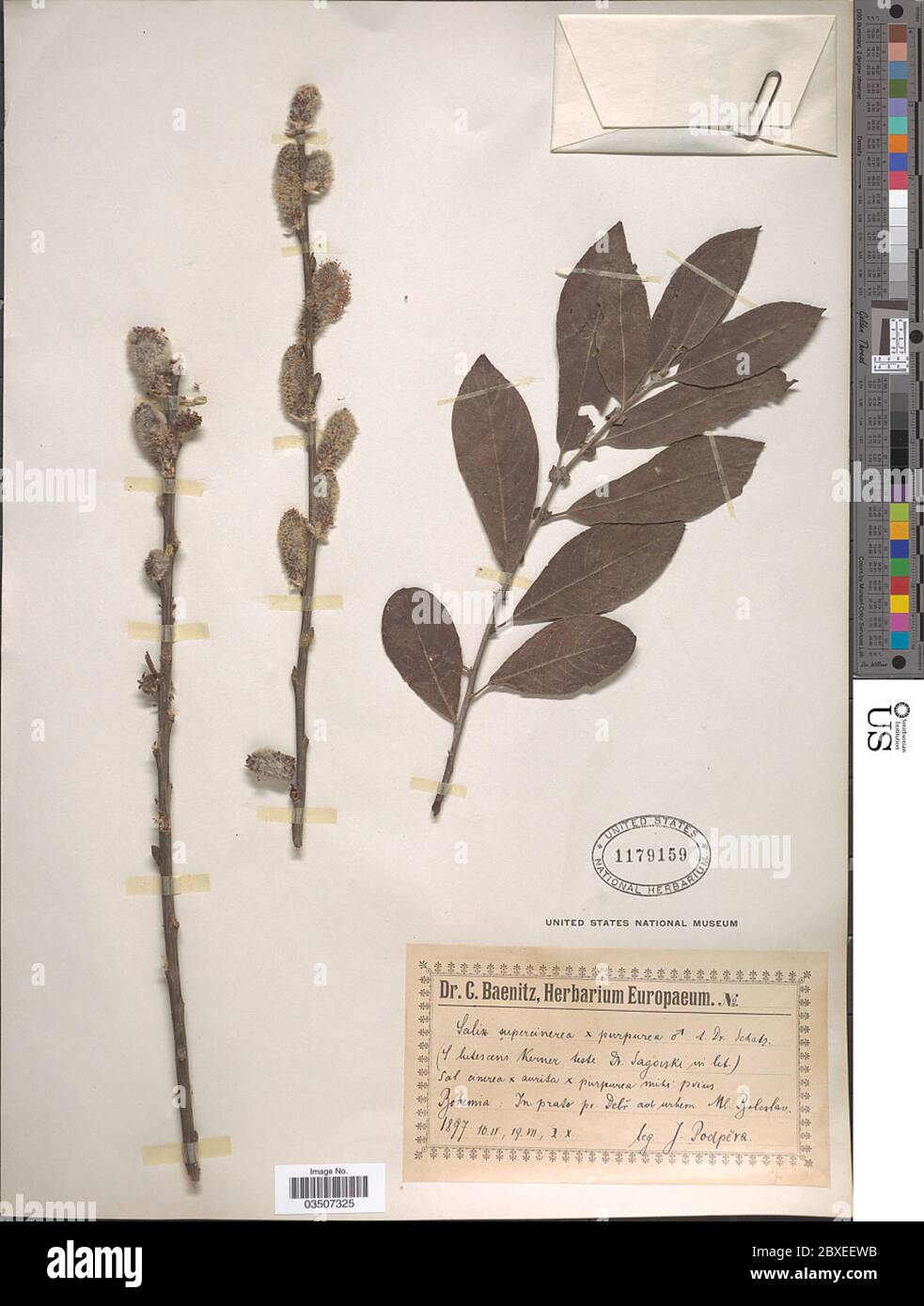 Salix supercinerea Salix supercinerea Stock Photo - Alamy