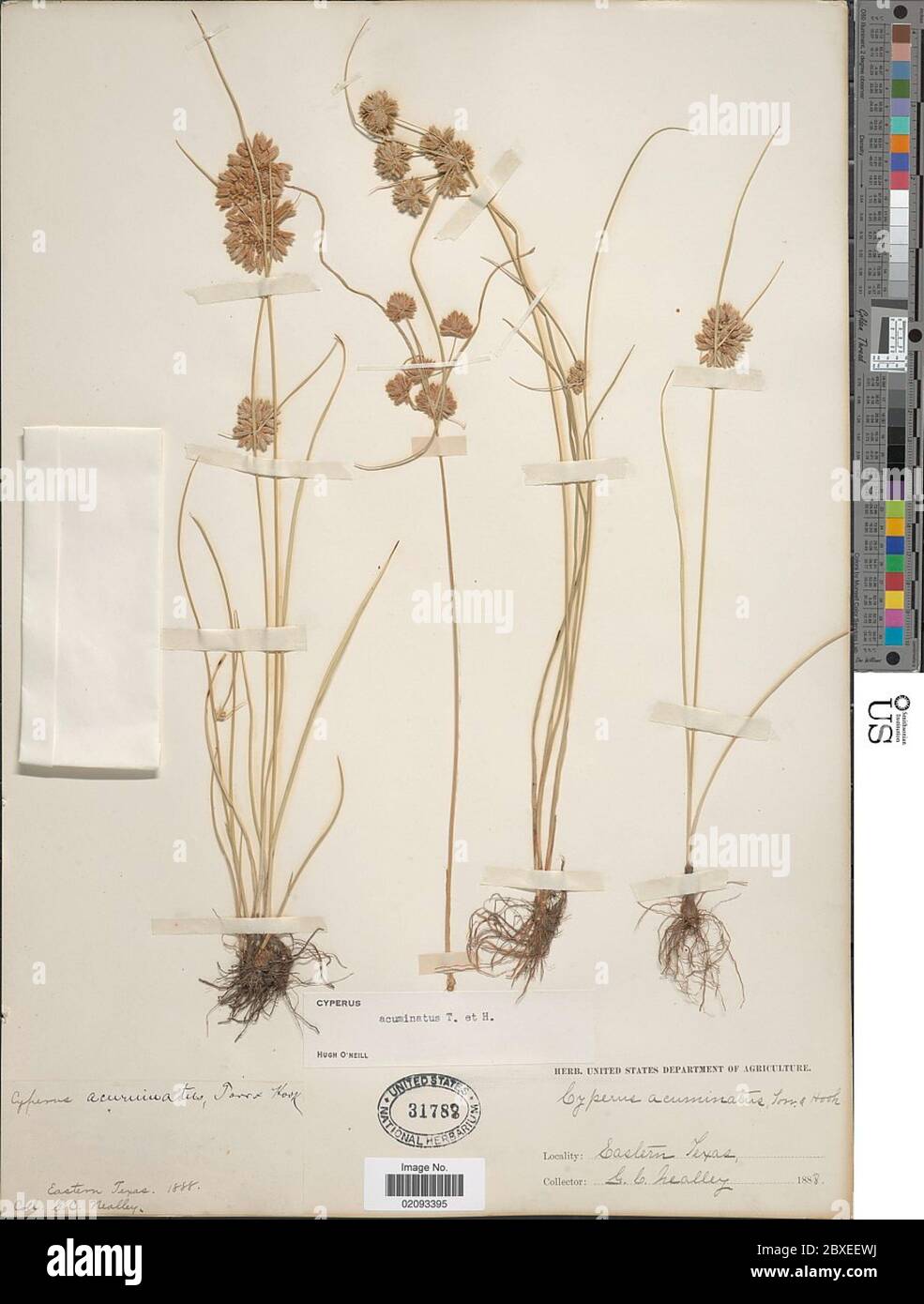 Cyperus acuminatus Torr Hook Cyperus acuminatus Torr Hook Stock Photo ...