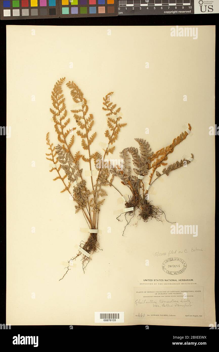 Myriopteris rufa Fe Myriopteris rufa Fe Stock Photo - Alamy