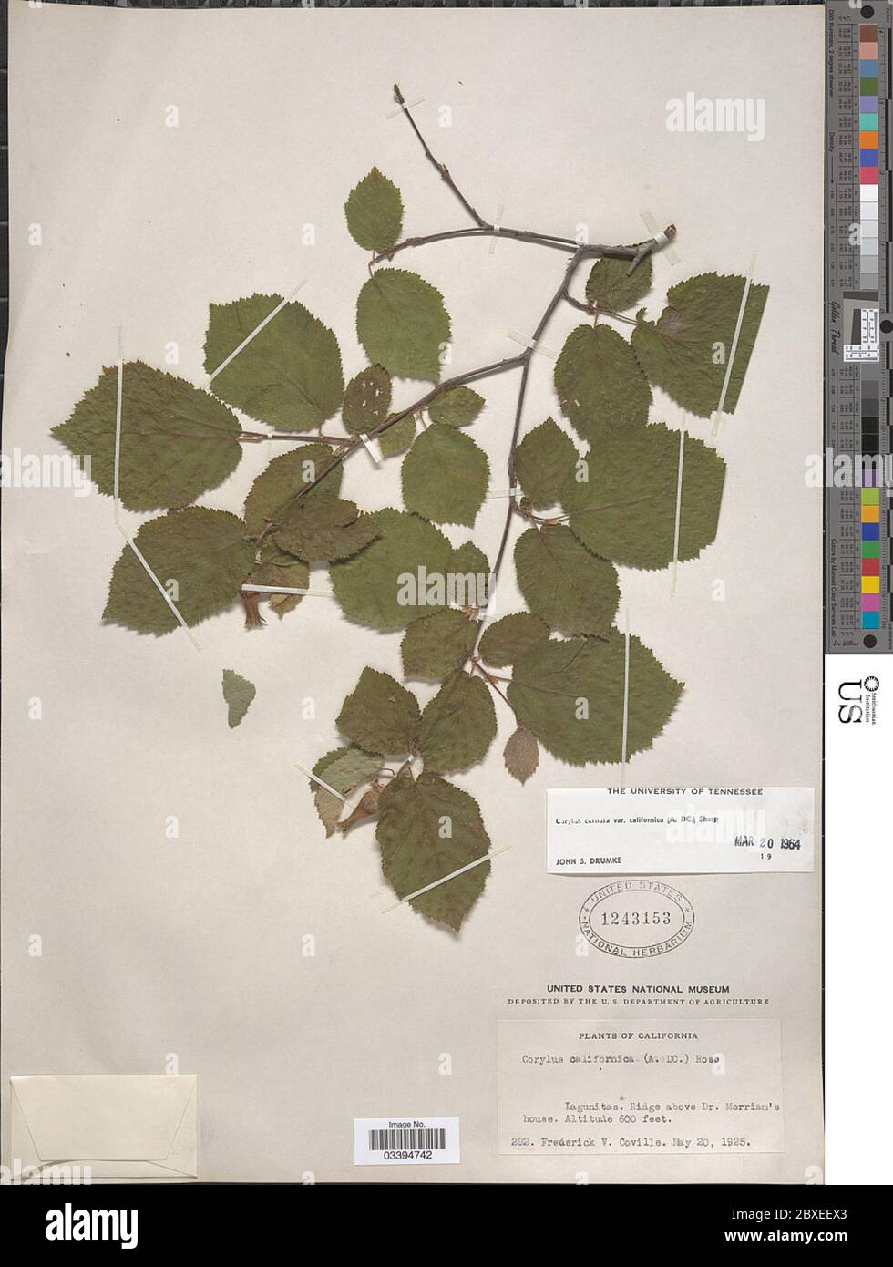 Corylus cornuta var californica Marshall Corylus cornuta var ...