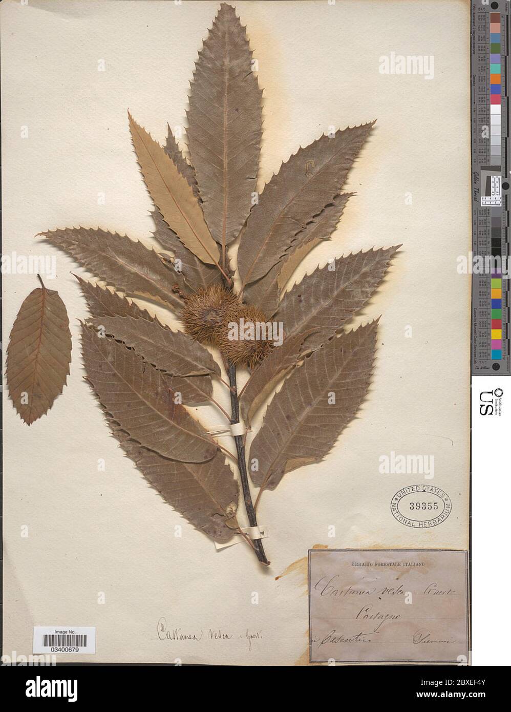 Castanea sativa mill hi-res stock photography and images - Alamy