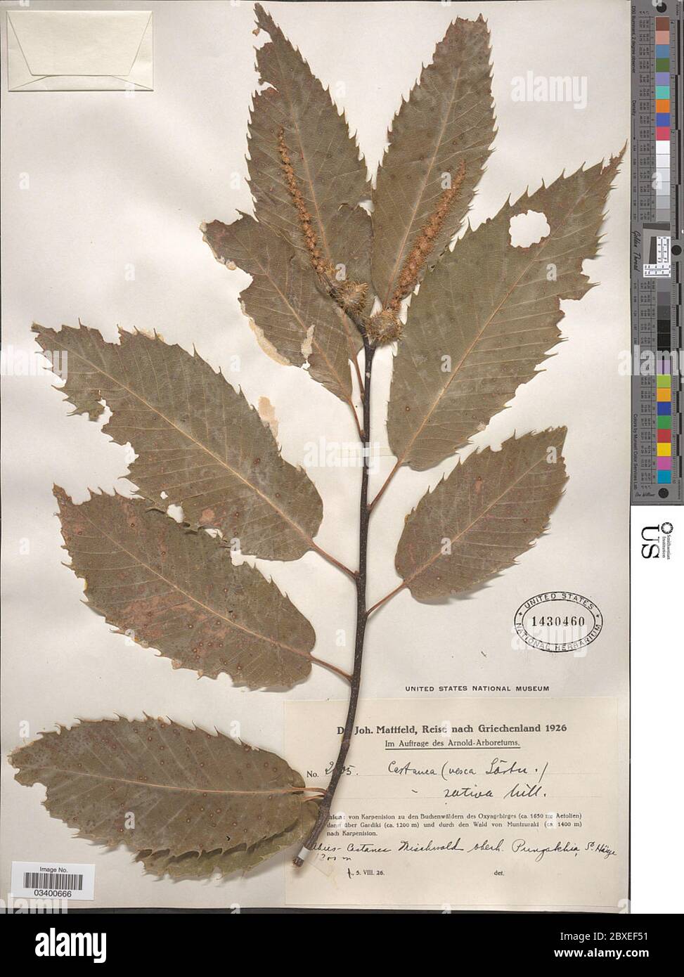 Castanea sativa Mill Castanea sativa Mill Stock Photo - Alamy