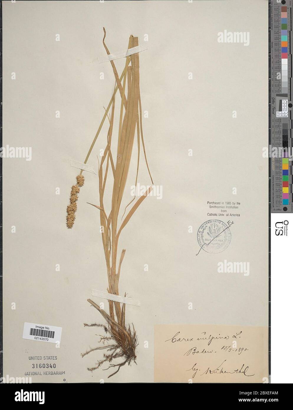 Carex vulpina L Carex vulpina L Stock Photo - Alamy