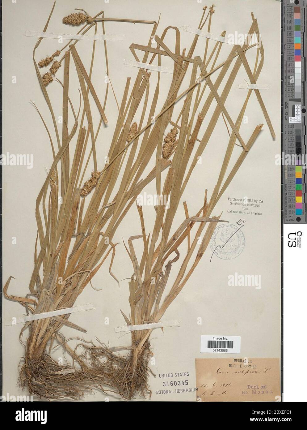 Carex vulpina L Carex vulpina L Stock Photo - Alamy