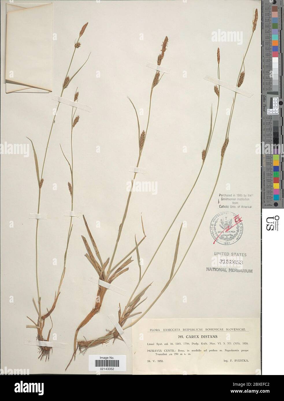 Carex distans Carex distans Stock Photo - Alamy