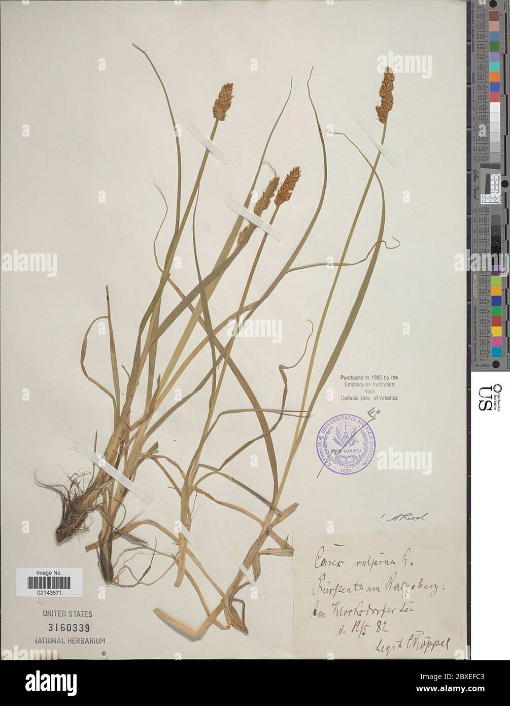 Carex vulpina hi-res stock photography and images - Alamy