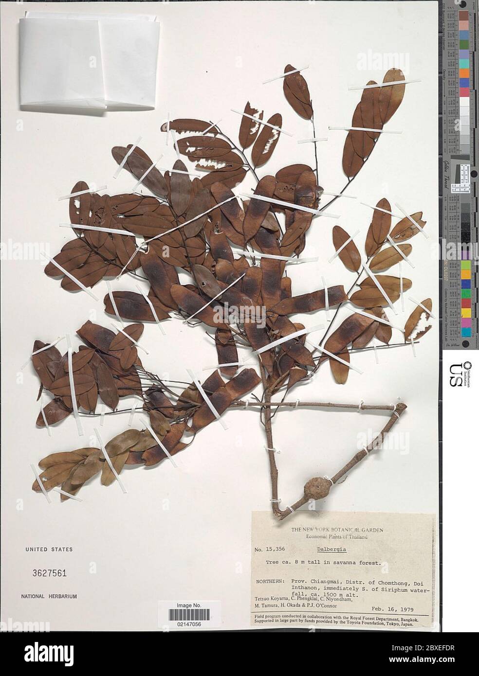 Dalbergia sp Dalbergia sp Stock Photo - Alamy