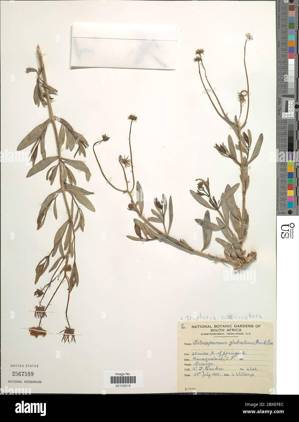 Macroptera hi-res stock photography and images - Alamy