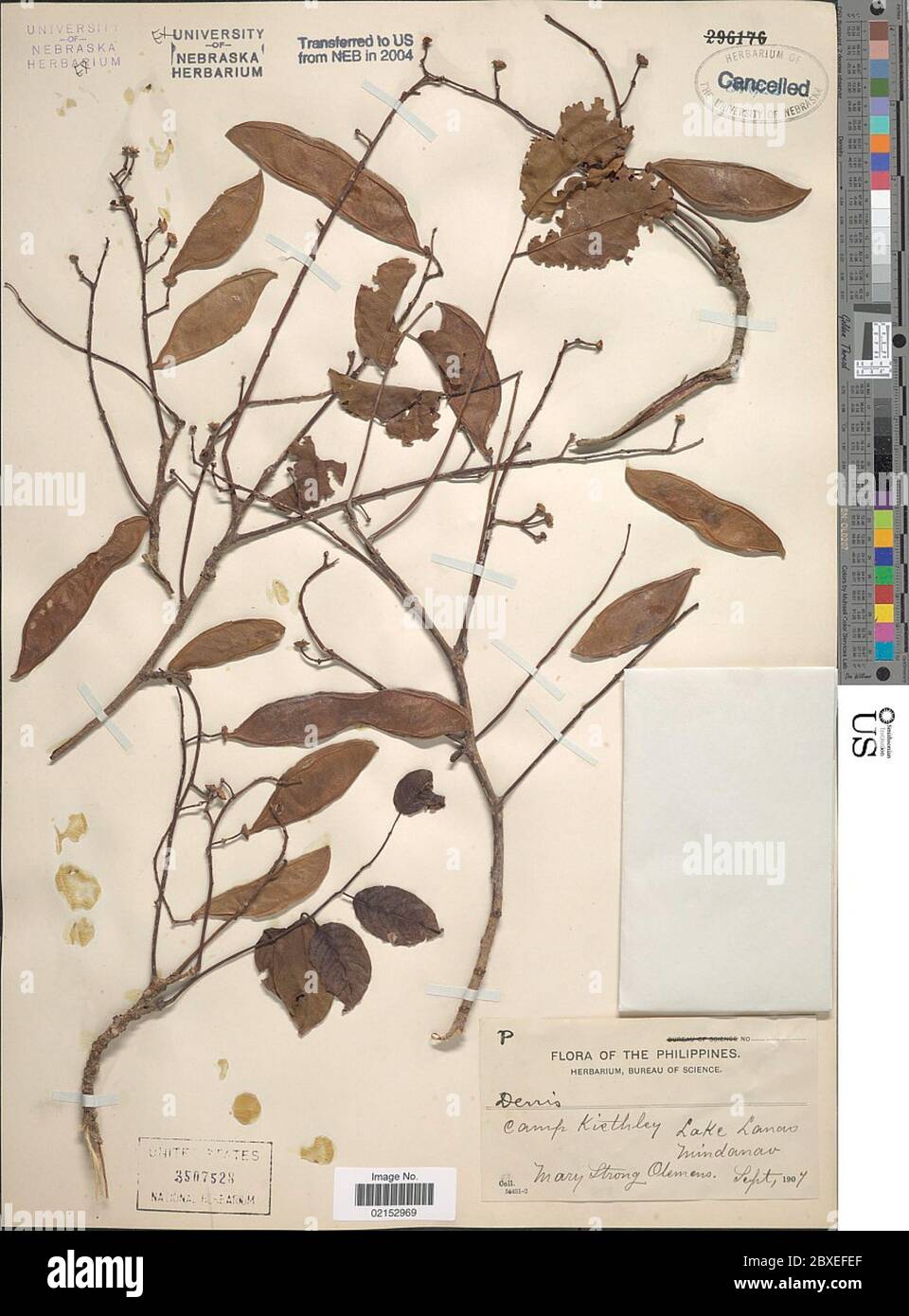 Derris sp Derris sp Stock Photo - Alamy