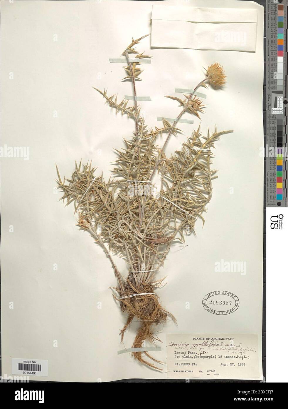 Cousinia hi-res stock photography and images - Alamy