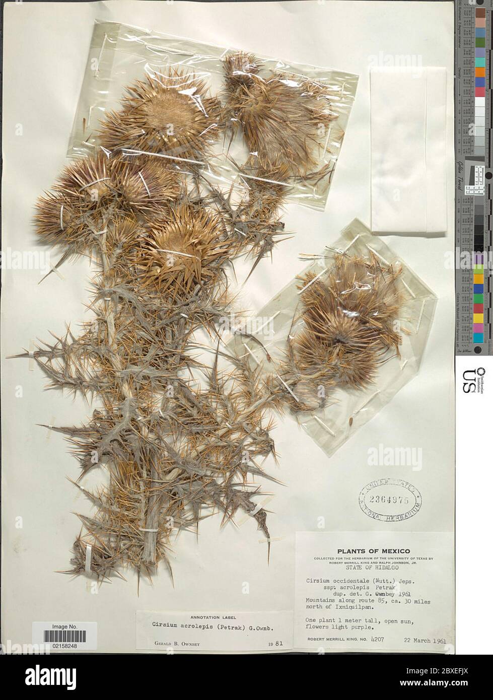 Acrolepis hi-res stock photography and images - Alamy