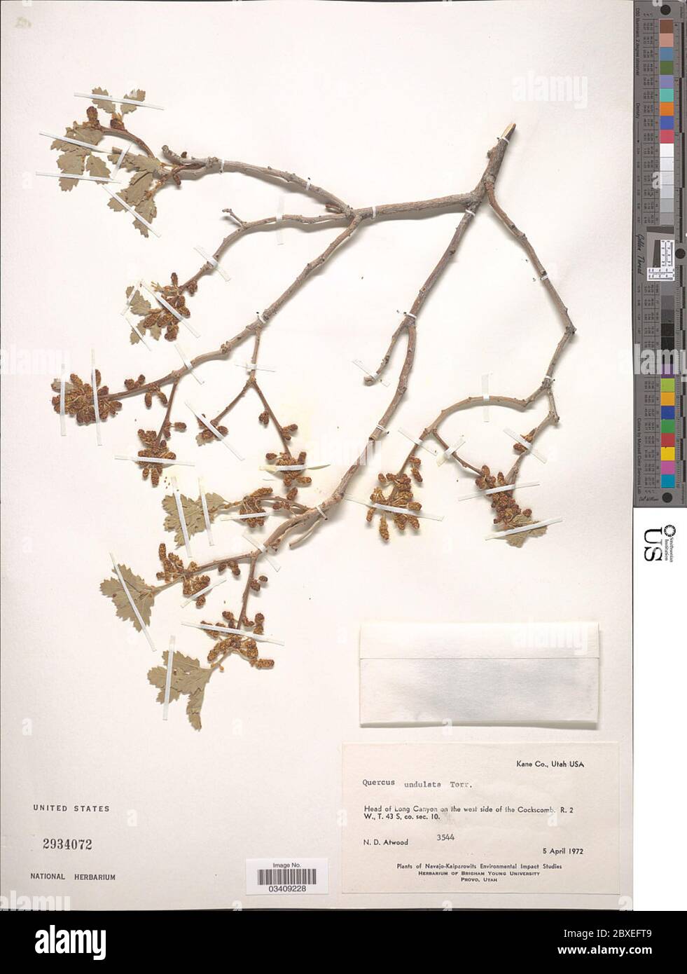 Quercus undulata Torr Quercus undulata Torr Stock Photo - Alamy