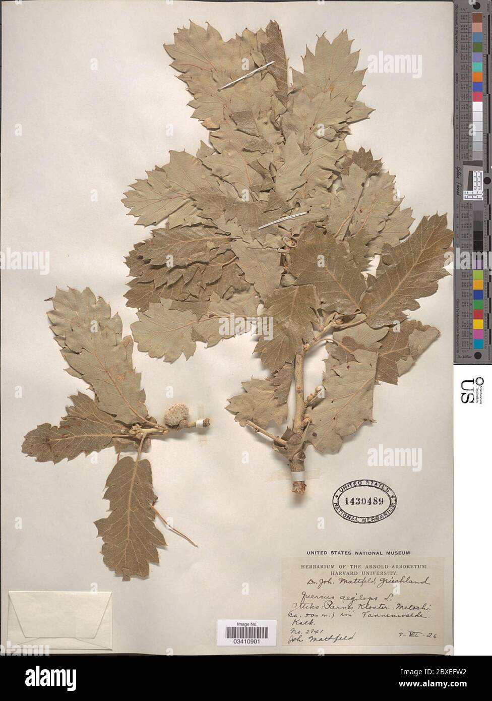 Quercus aegilops Quercus aegilops Stock Photo - Alamy