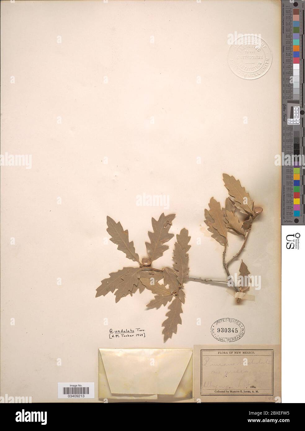 Quercus undulata Torr Quercus undulata Torr Stock Photo - Alamy