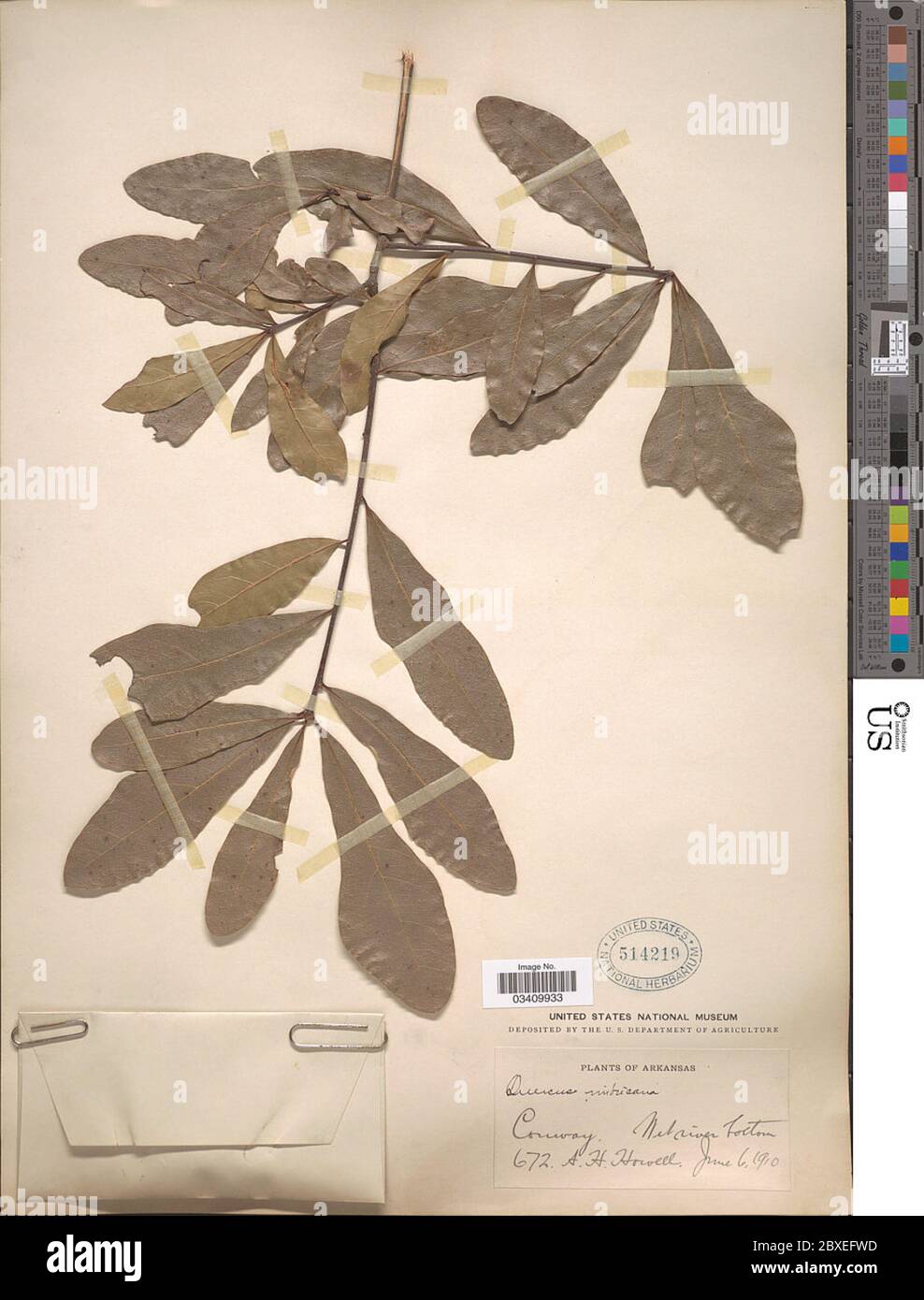 Quercus sp Quercus sp Stock Photo - Alamy