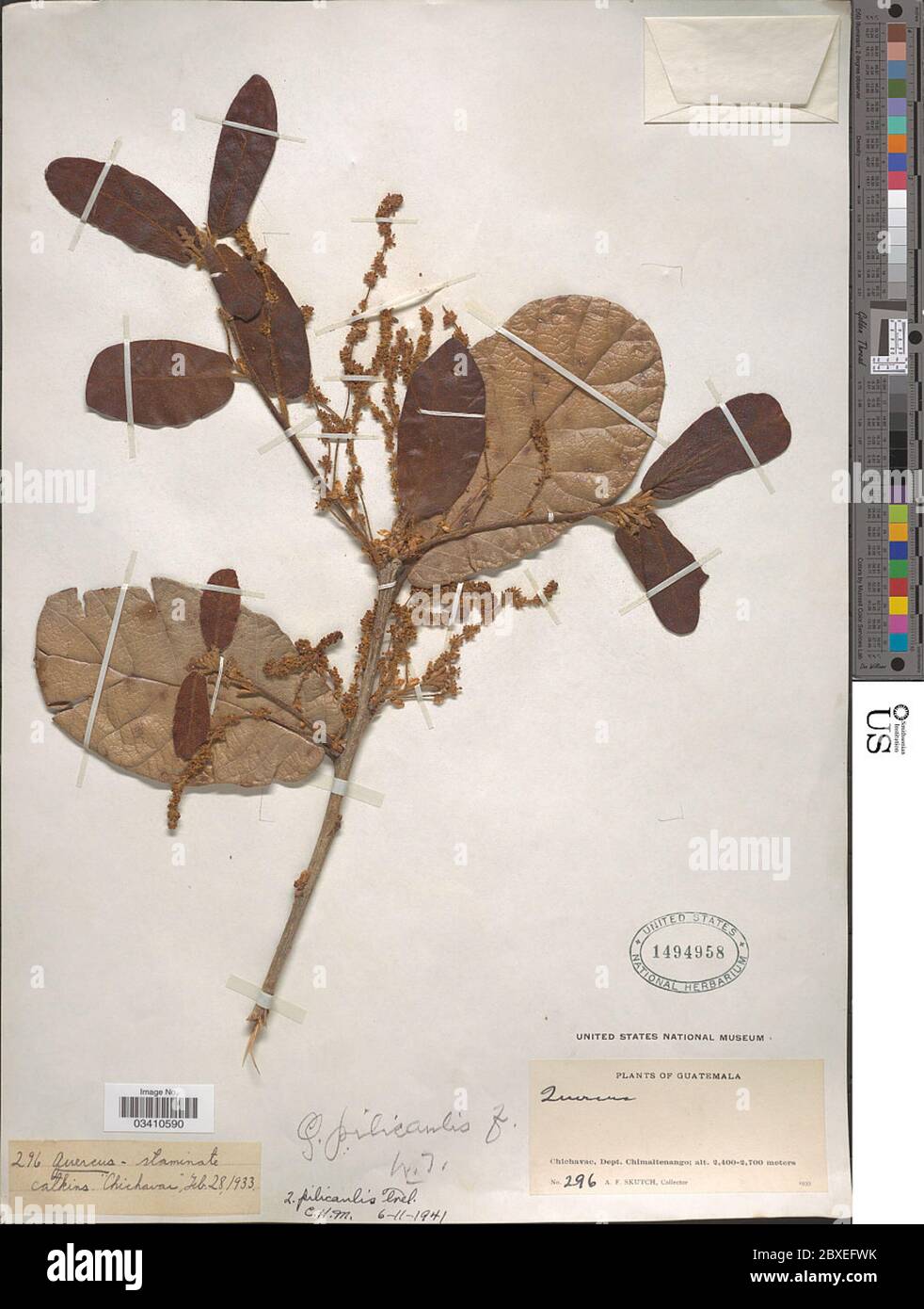 Quercus pilicaulis Quercus pilicaulis Stock Photo - Alamy