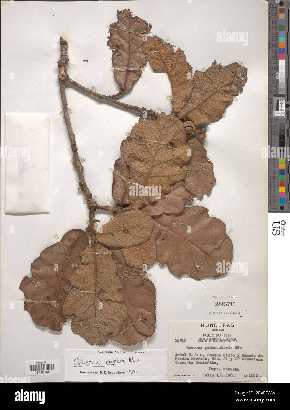 Quercus rugosa hi-res stock photography and images - Alamy