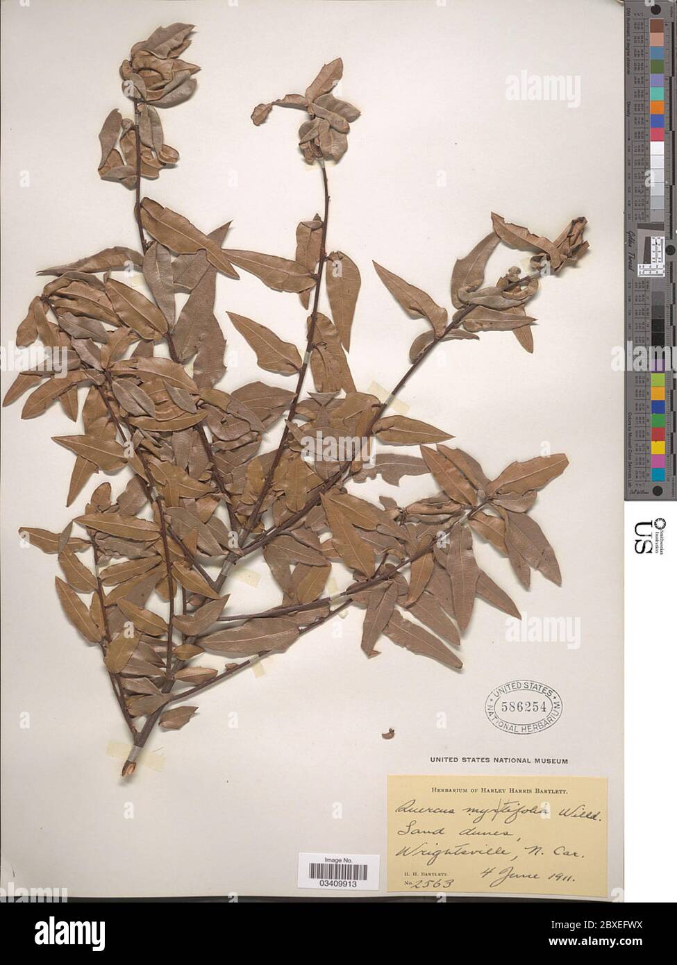 Quercus sp Quercus sp Stock Photo - Alamy