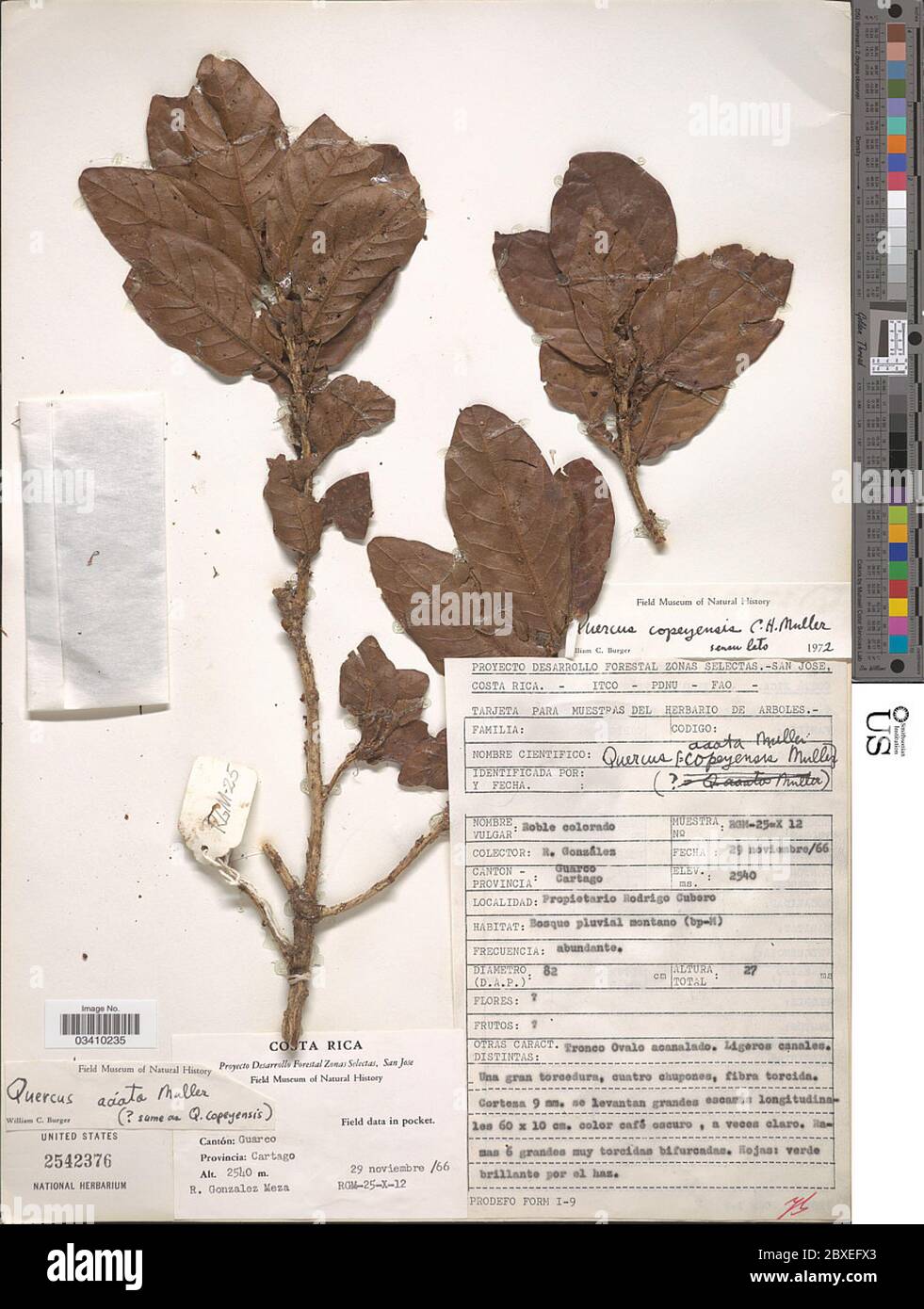 Quercus copeyensis Quercus copeyensis Stock Photo - Alamy