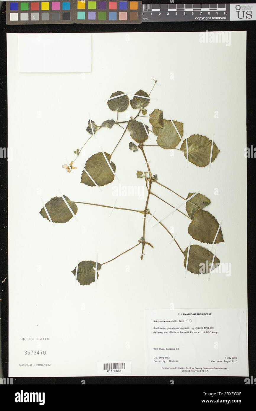 Streptocarpus ionanthus subsp rupicola BL Burtt Christenh Streptocarpus ...