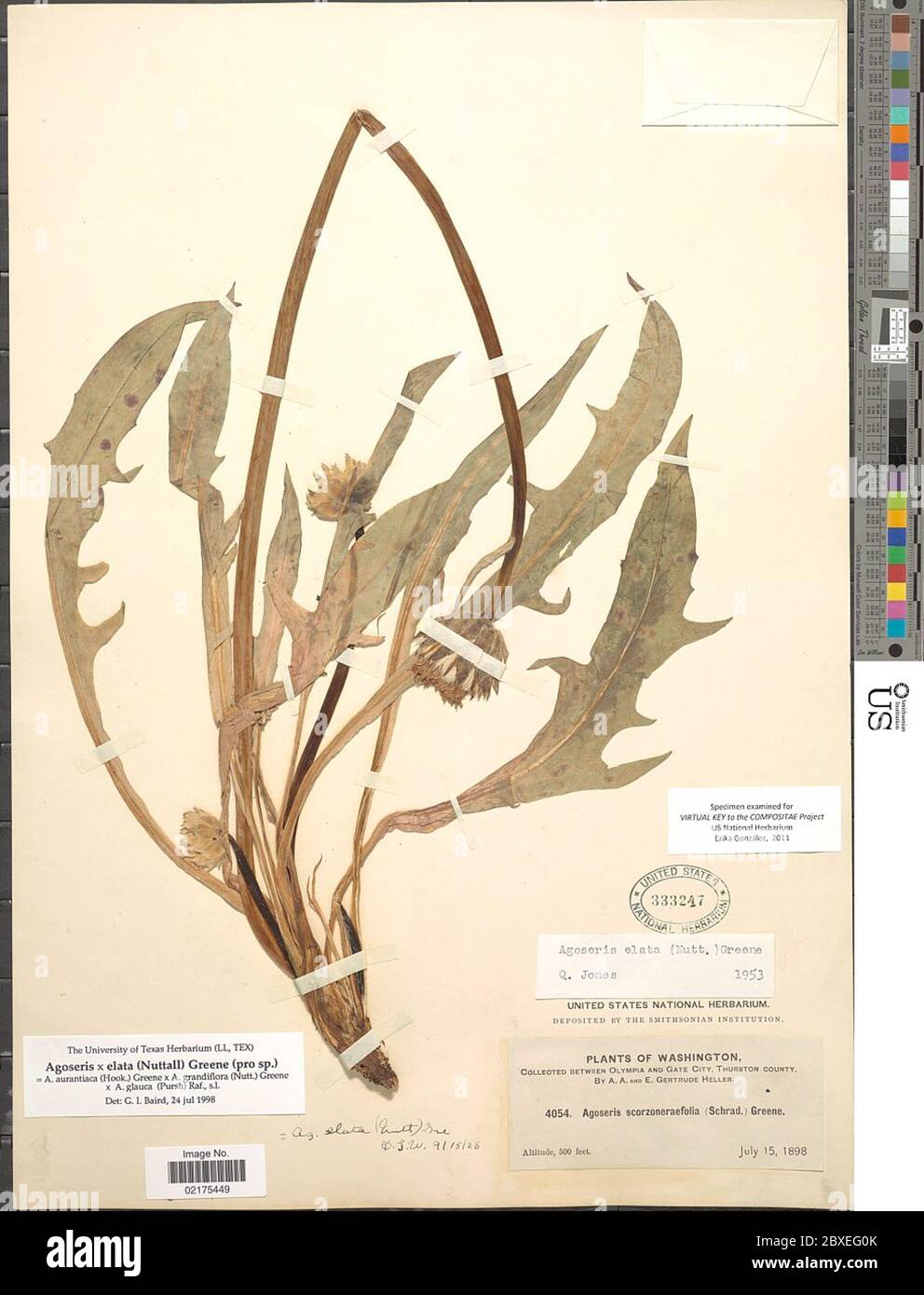 Agoseris elata Greene Agoseris elata Greene Stock Photo - Alamy