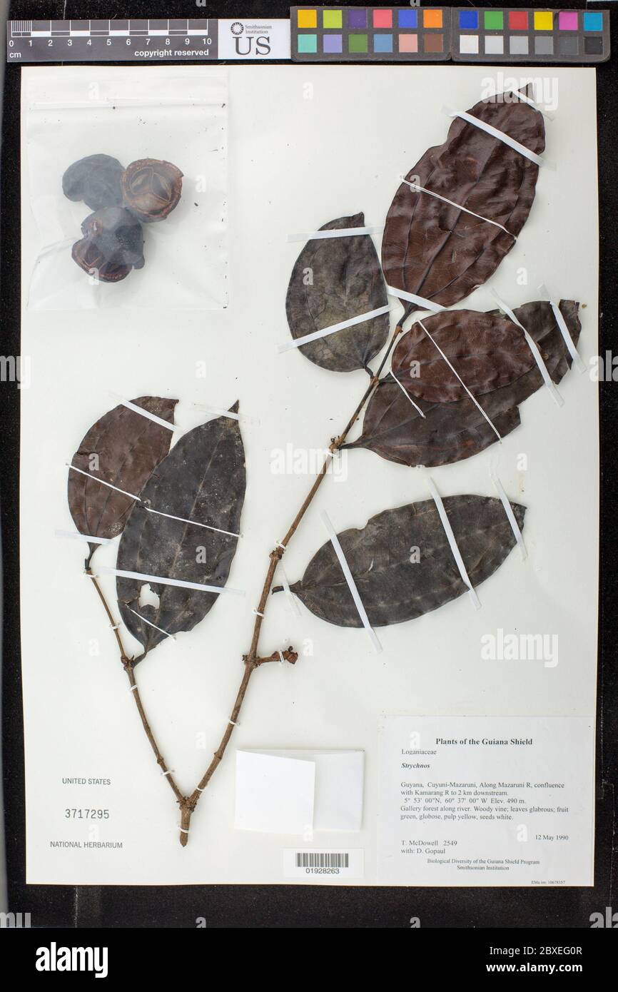 Strychnos hi-res stock photography and images - Alamy