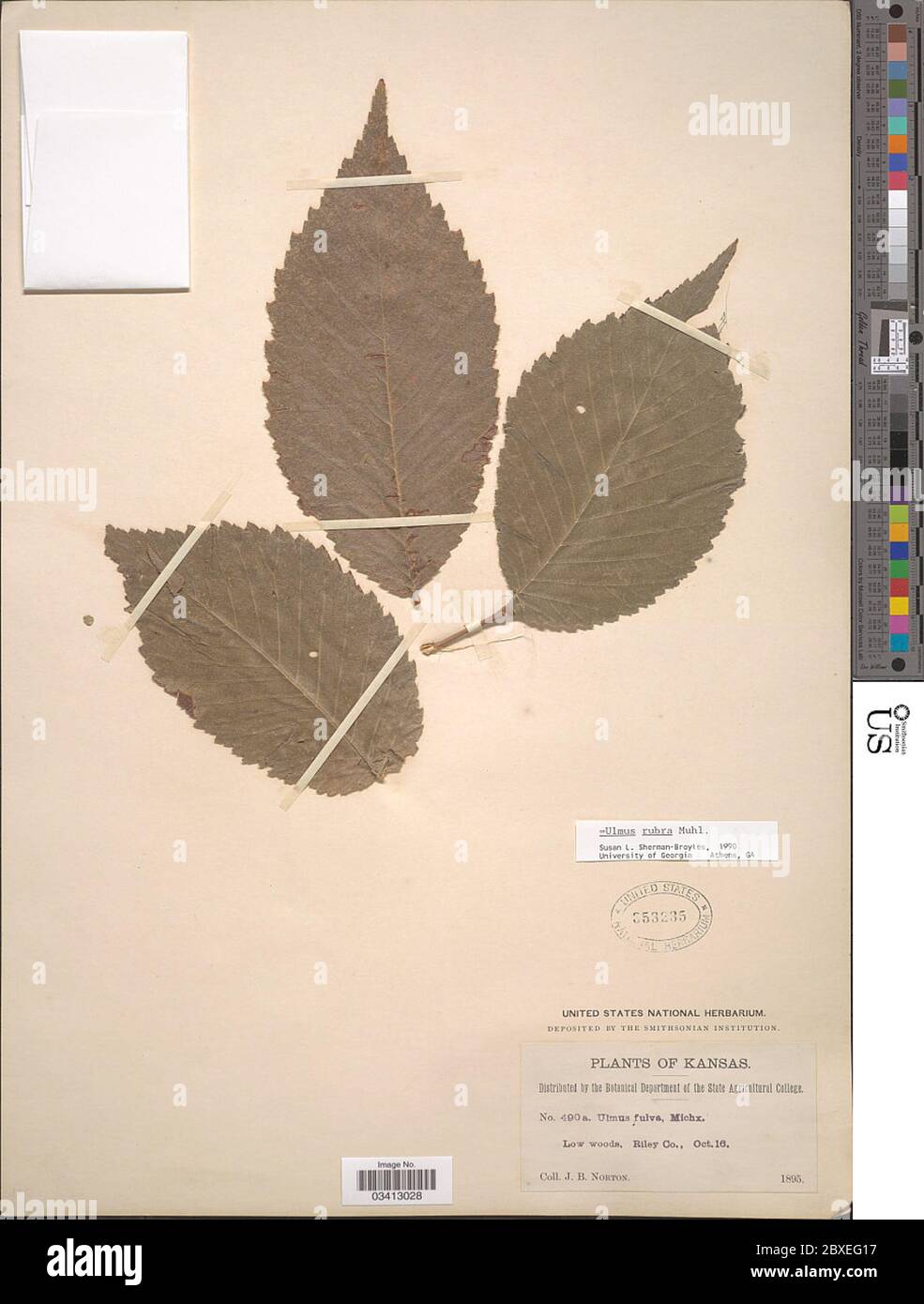 Ulmus rubra Muhl Ulmus rubra Muhl Stock Photo - Alamy