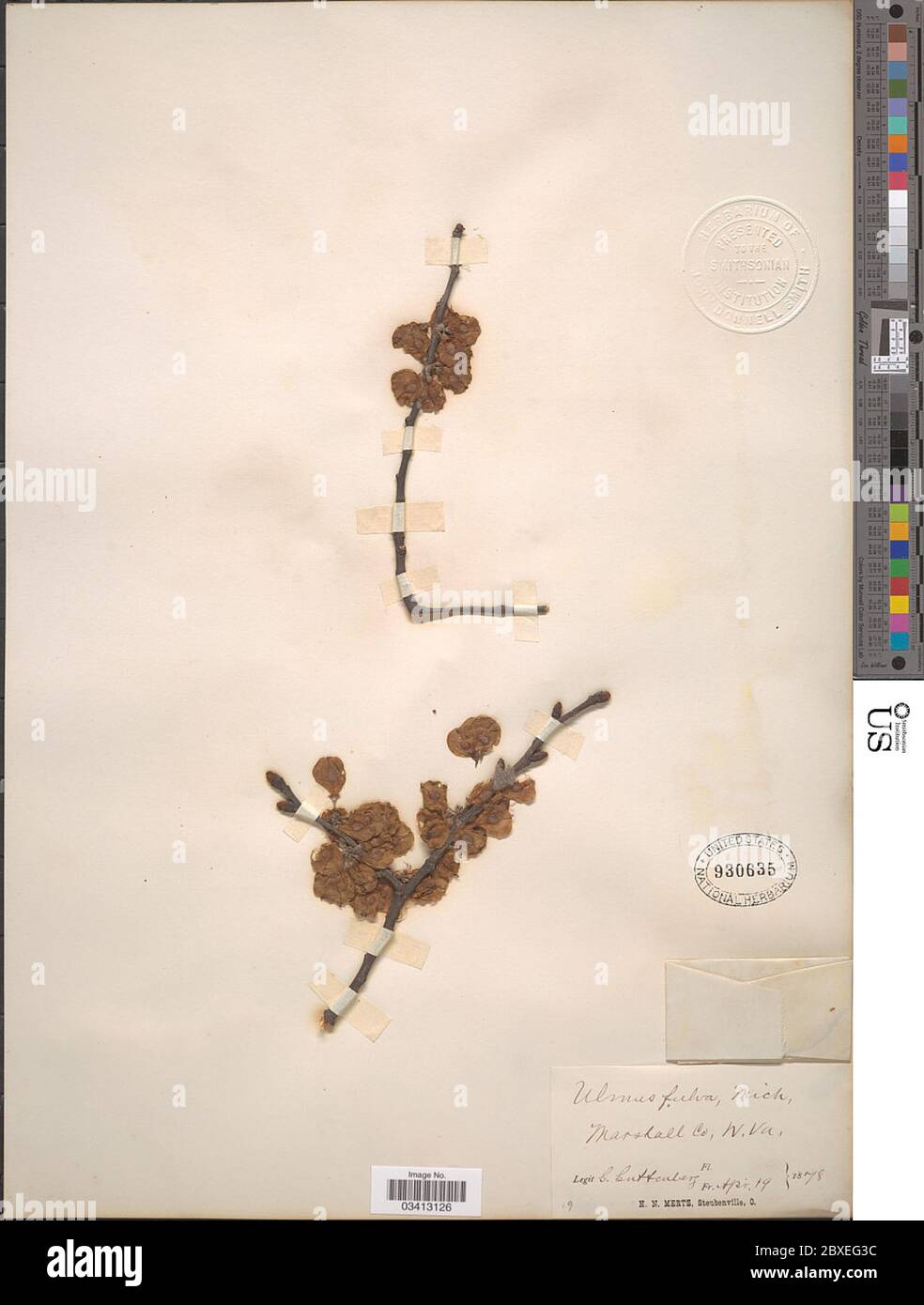 Ulmus rubra hi-res stock photography and images - Alamy