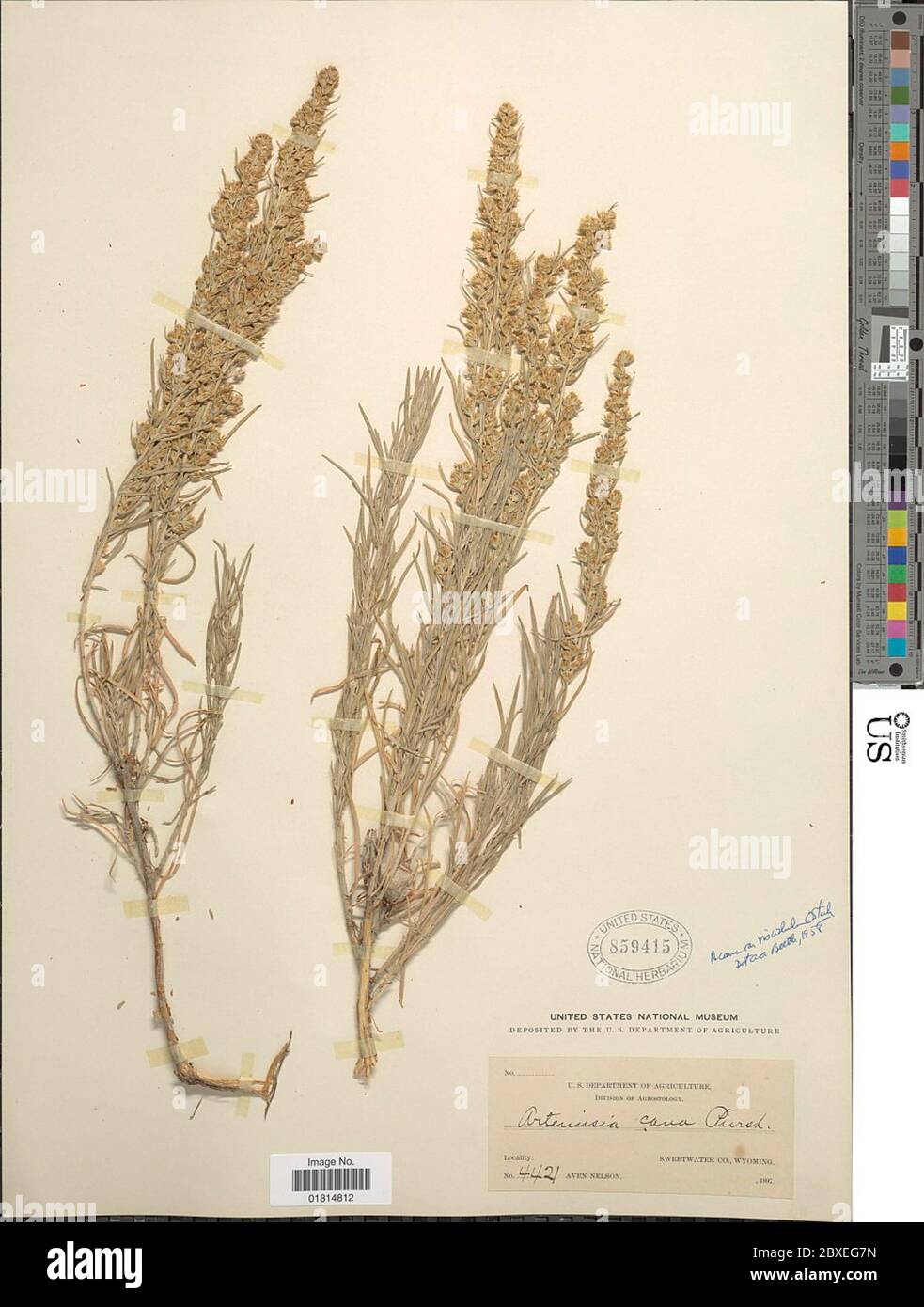 Artemisia cana Pursh Artemisia cana Pursh Stock Photo - Alamy