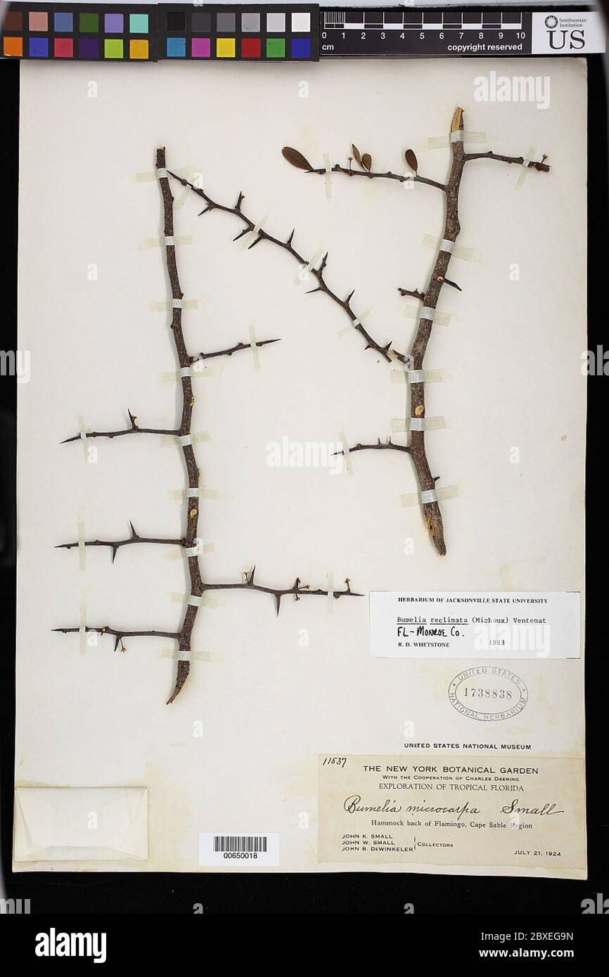 Sideroxylon hi-res stock photography and images - Alamy