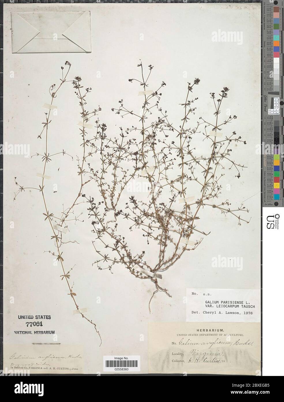 Galium parisiense L Galium parisiense L Stock Photo - Alamy