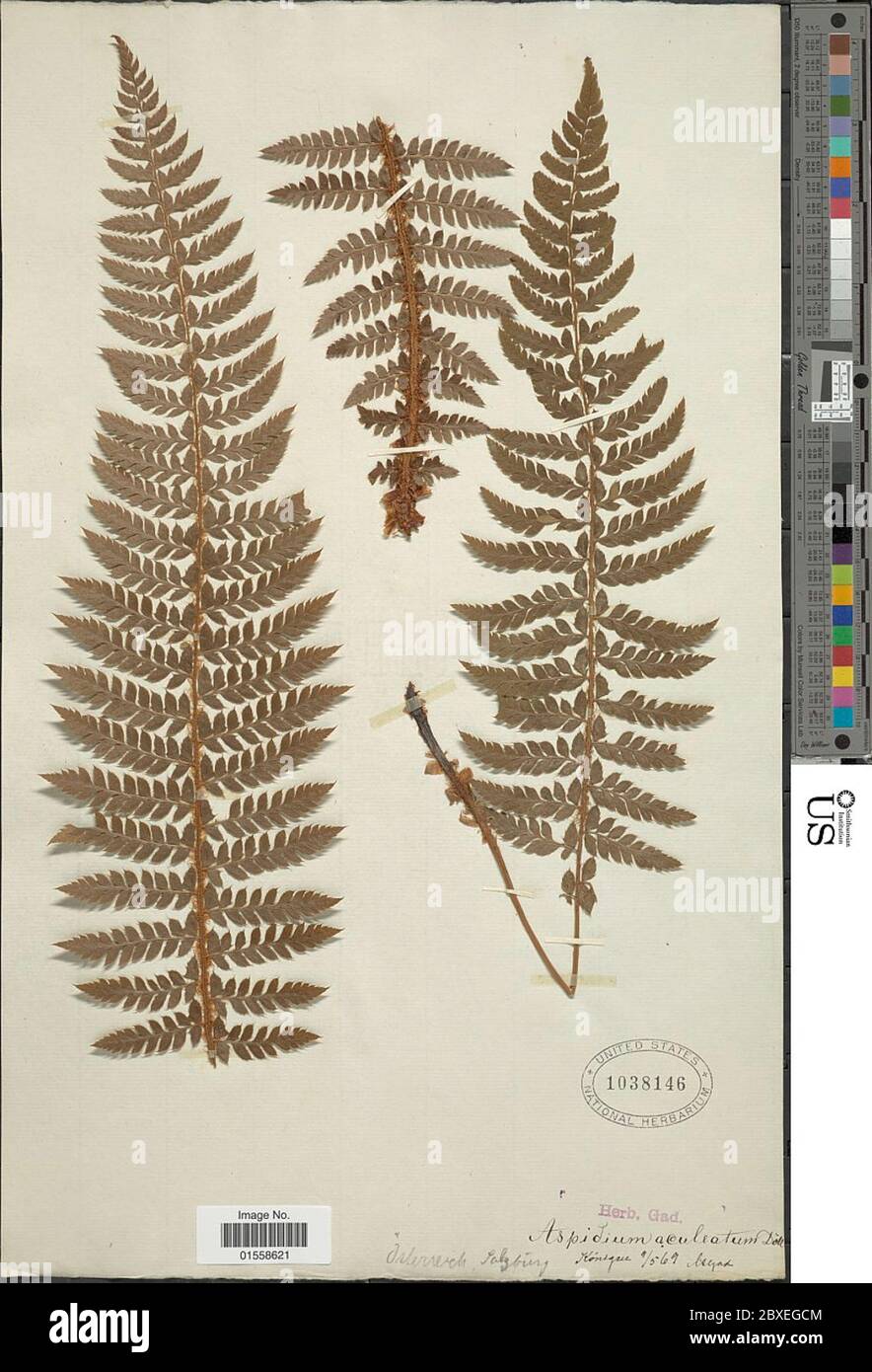 Polystichum aculeatum Polystichum aculeatum Stock Photo - Alamy