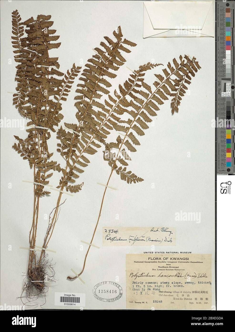 Polystichum sp hi-res stock photography and images - Alamy